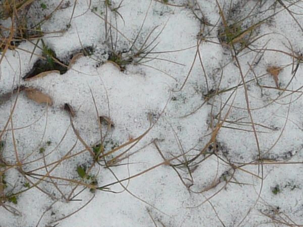 frozen ground texture 0032 - Texturelib